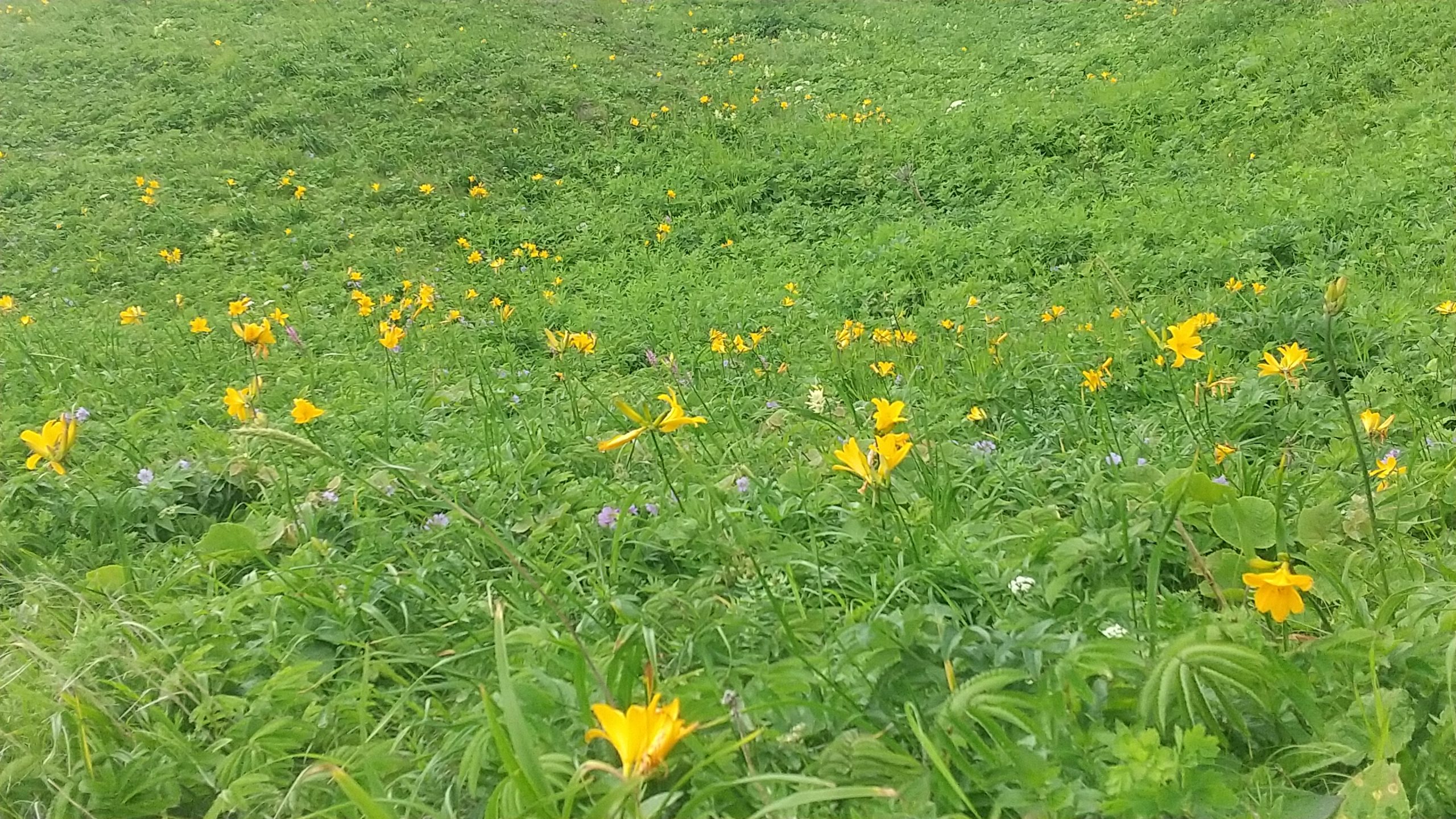 DSC_0109 | online.goodnaturestation